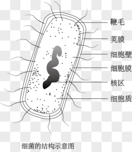 细胞图片素材 免费细胞PNG设计图片大全 第12页 图精灵