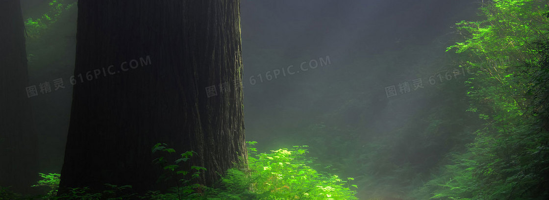 senlin_ziran-3背景图片下载_1920x700像素JPG格式_编号vrgf0od71_图精灵