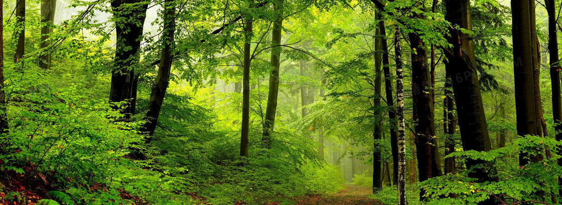 senlin_ziran-8背景图片下载_1920x700像素JPG格式_编号1xgfmjxlz_图精灵