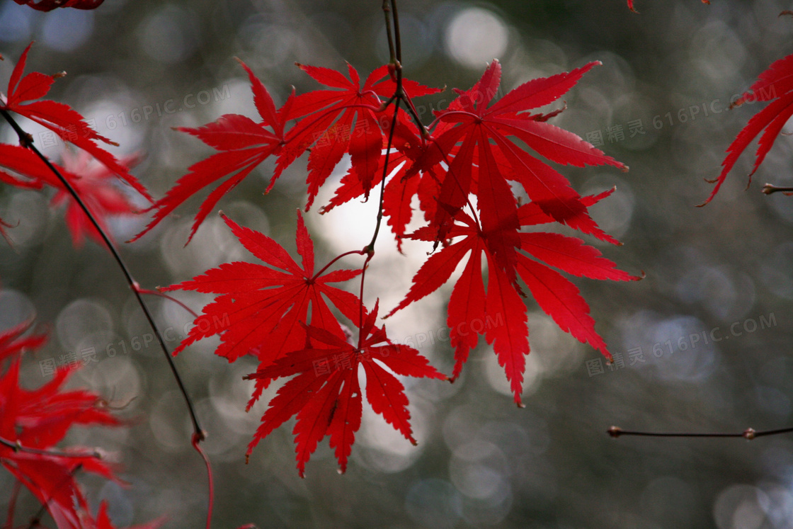 大红色枫叶jpg图片免费下载_编号z2oh3gwev_图精灵