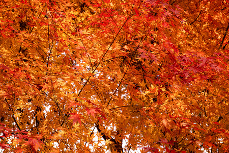 日本红枫叶jpg图片免费下载_编号1y2h5pl6z_图精灵